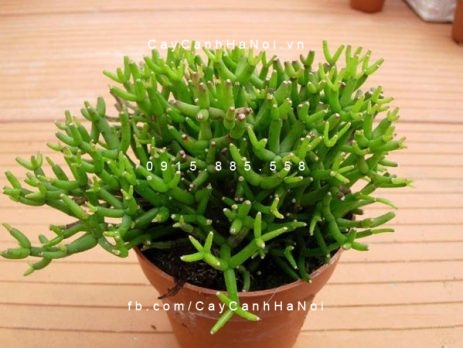 Cây Lộc Nhung Để Bàn - Cây Xanh 24h